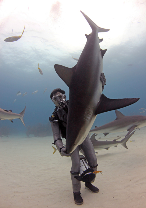 Biologist puts 50 sharks in a trance